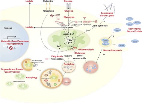 Exploiting The Bad Eating Habits Of Ras Driven Cancers