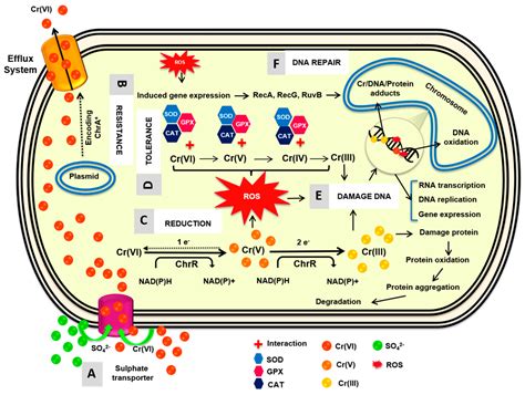 Molecules Free Full Text Reduction Of Hexavalent Chromium And Detection Of Chromate