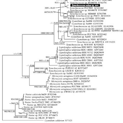 Phylogenetic Tree Reconstructed Using Bayesian Inference From The