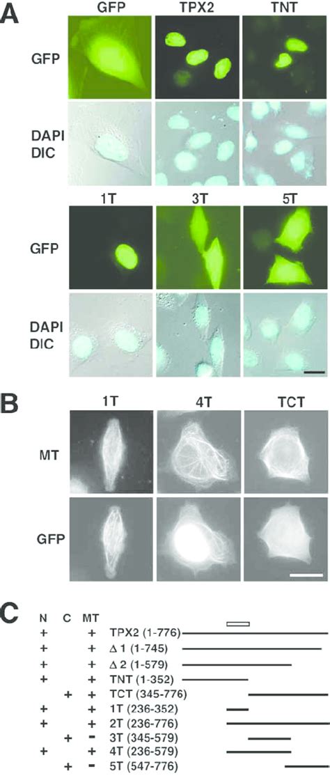 The Amino Terminal Domain Of Tpx2 Contains A Nuclear Localization Download Scientific Diagram