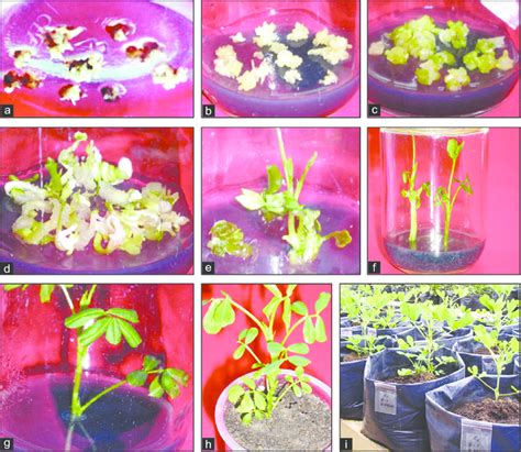 Peg Stress Tolerance Peanut Somatic Embryos Se Se Germination And