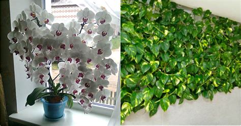 Удобрение для комнатных растений