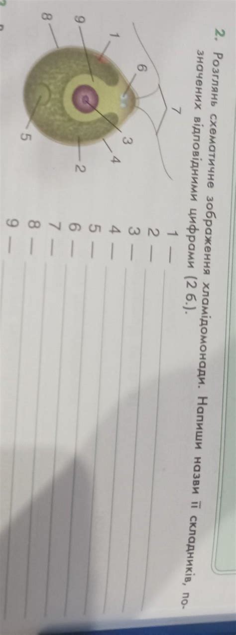 2 Розглянь схематичне зображення хламідомонади Напиши н значених вiдповiдними цифрами 2 б