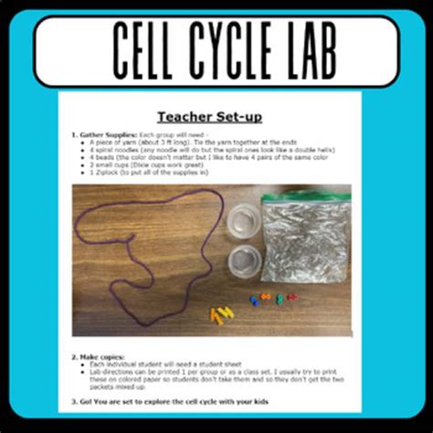 Cell Cycle String Lab Modeling And Analyzing The Steps Of The Cell Cycle