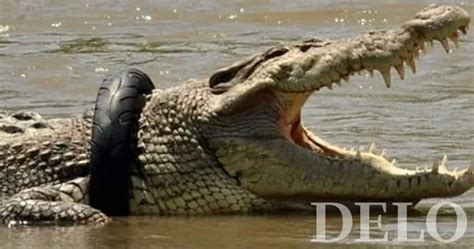 Krokodil