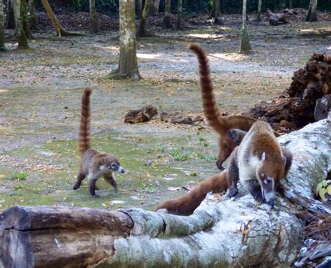 Guatemala Tikal White Nosed Coati Travel2unlimited