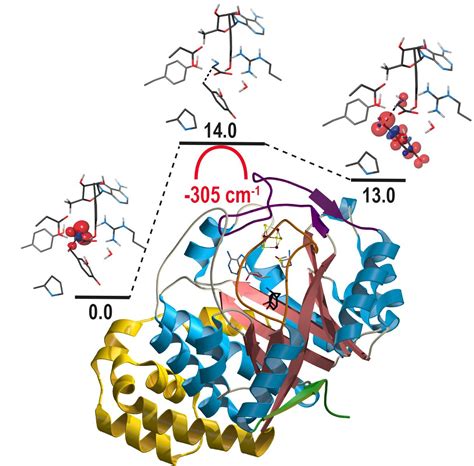 Radical Chemistry How Radical Sam Enzymes Control It Ibs Institut