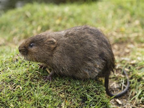 Prairie Vole Montane Vole