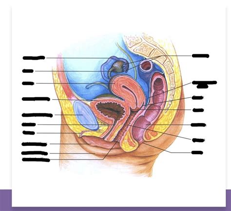 Week 13 Female Structures Diagram Quizlet