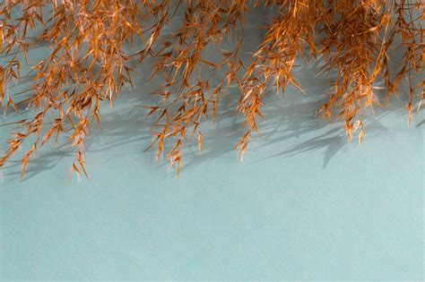 리드 단풍 분기의 상단 프레임중립 파스텔 파란색 배경에 그림자와 함께 플랫 레이 텍스트에 대한 복사 공간이있는 상단보기 꽃 헤더 0명에 대한 스톡 사진 및 기타 이미지