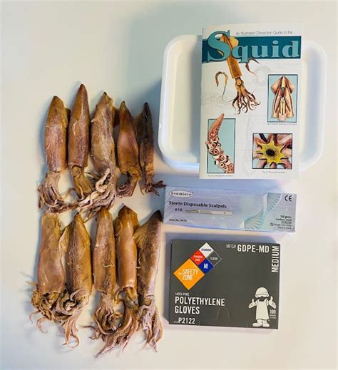 Squid Dissection Classroom Kit For 10 20 Students Nebraska Scientific