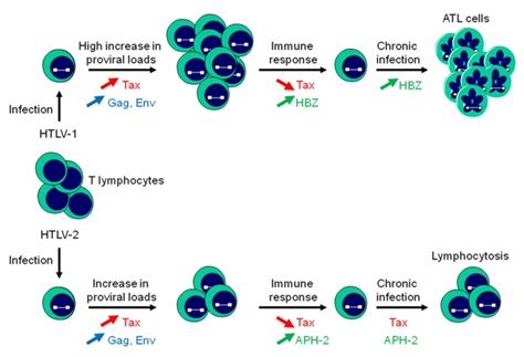 Hbz And Aph 2 Differently Impact T Cell Proliferation Infection Of T