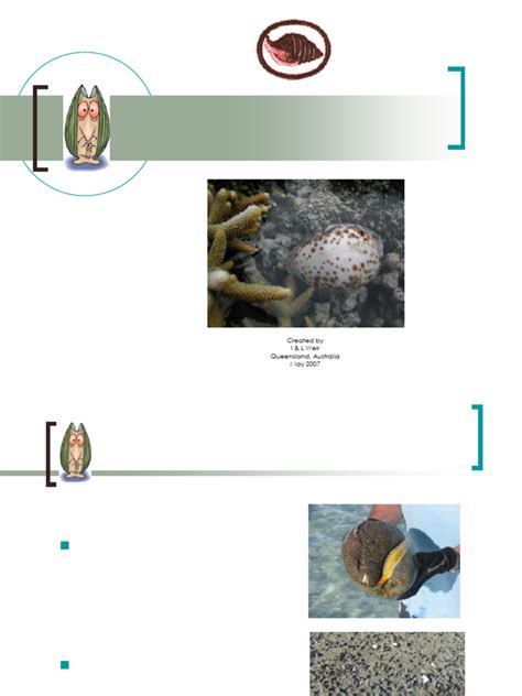 Shells Honour Trainer S Notes Powerpoint Presentation Pdf Mollusca