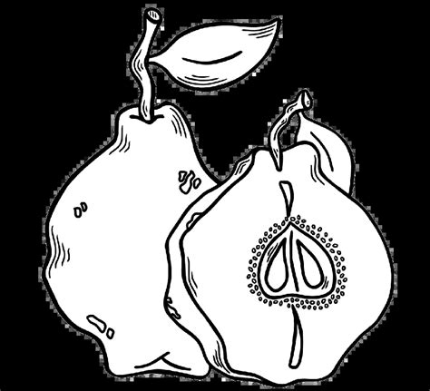 دانلود عکس های میوه به دوربری شده با فرمت Png و رایگان