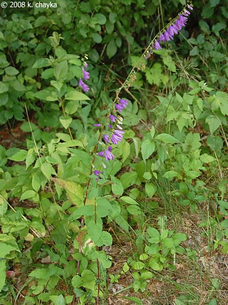 Campanula Rapunculoides Creeping Bellflower Minnesota Wildflowers