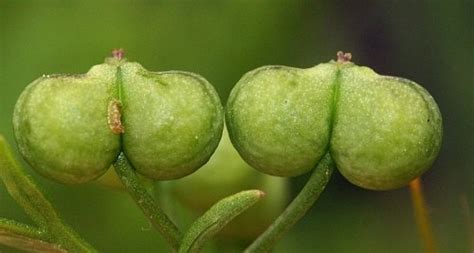 Adult Plants That Look Like They Come Straight Out Of Porn World
