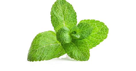 1 Easy Mexican Mint Recipes