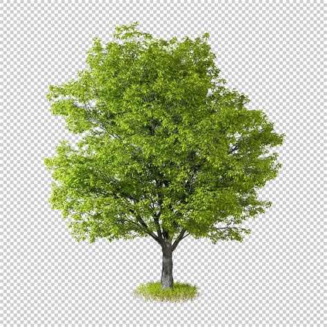 Premium Psd 3d Render Tree Isolated Backgrounds