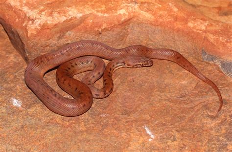 Antaresia Perthensis WA Museum Collections