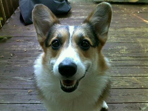 Adorable Corgi 1
