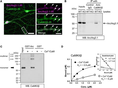 Inverse Synaptic Tagging Of Inactive Synapses Via Dynamic Interaction Of Arc Arg3 1 With Camkiiβ