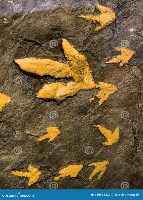 Fossilized Dinosaur Footprint Tracks In Bolivia Royalty Free Stock