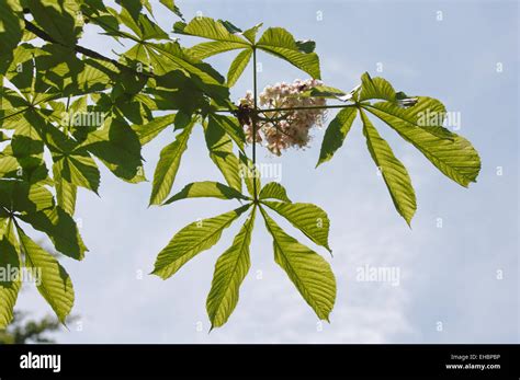 Chestnut Tree Bloom Hi Res Stock Photography And Images Alamy