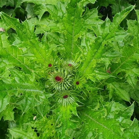 지느러미엉겅퀴