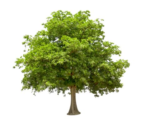 2d Tree PNGs For Free Download