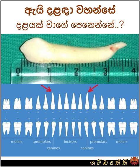 තම්බපණ්ණි ජීව විද්‍යාවේ සාමාන්‍ය දැනීමවත් නැති පවු කාරයෝ දළඳා වහන්සේ ගැන එක එක කතා කියන එක අද