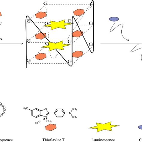 Schematic Illustration Of Label Free G Quadruplex Based Sensor For