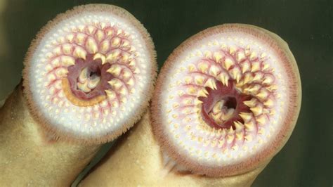 Eels With Teeth Are Falling From The Sky Sky News Scoopnest