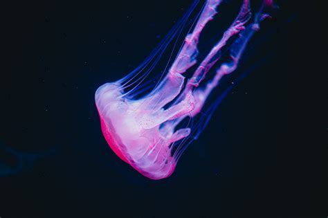 Flying Jellyfish 44 Images Behance