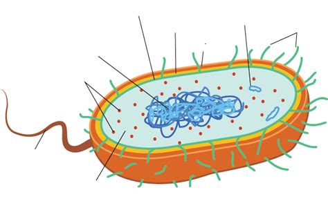 Unlabeled Prokaryotic Cell