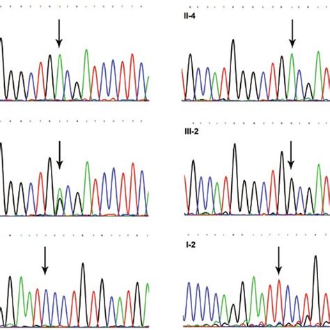 multiple sequence alignment of androgen receptor gene orthologs around