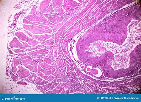 Cerebellum Cross Section Tissue Under The Light Microscope Royalty Free