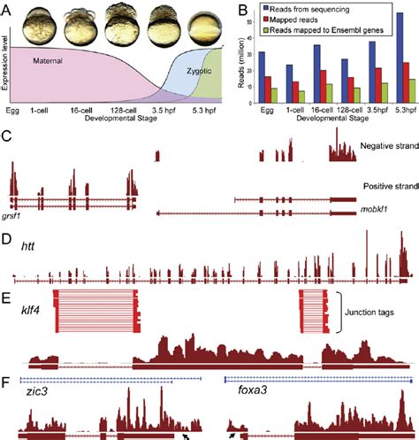 Overview Of MRNA Seq Data And Mapping To The Zebrafish Genome A Download Scientific