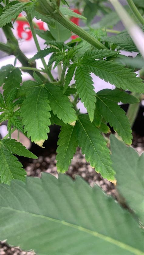 Leaf Problem Rcannabisgrowers