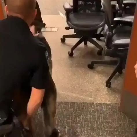 The Shortest Distance Between Two Points Is A Belgian Malinois Scrolller