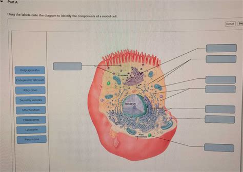 Part A Drag The Labels Onto The Diagram To StudyX