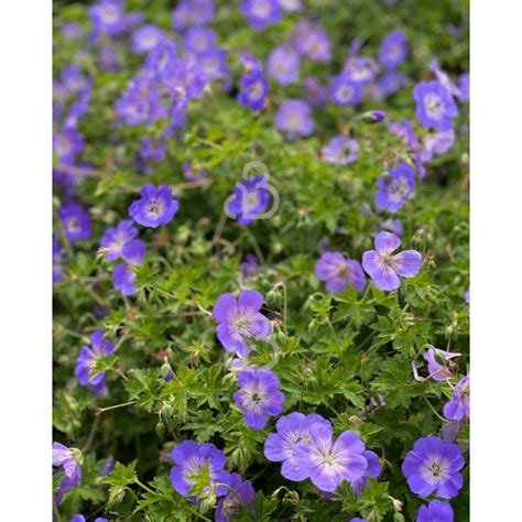Geranium Rozanne Ooievaarsbek Vaste Plant De Batterijen