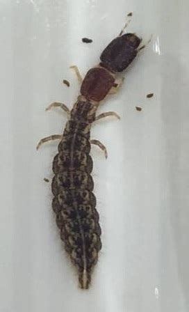 Unknown Bug On Table BugGuide Net