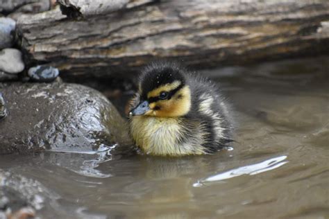 My Grey Call Ducklings And Their Mama 2 1 2 Years Ago R Duck