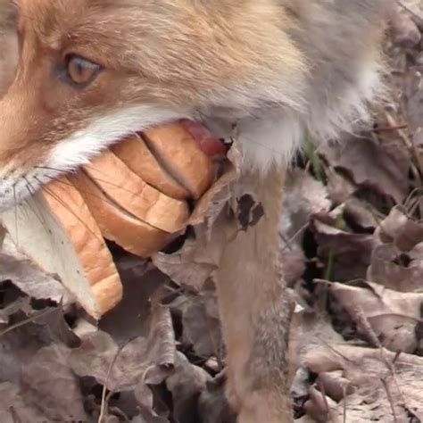 Animal Mutations Caused By Radiation