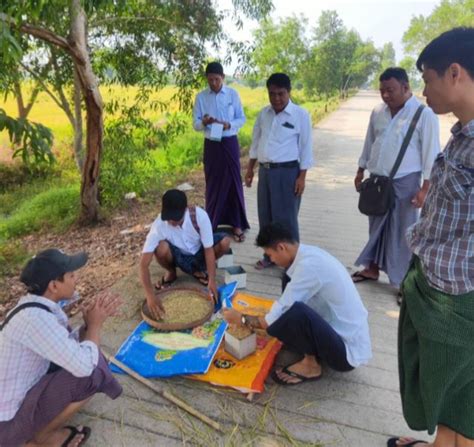 တွံတေးမြို့နယ်၌ နွေစပါးစံကွက်ရိတ်သိမ်းရာ အခြောက်တစ်ဧက ၁၀၅ ၄၆ တင်းနှုန