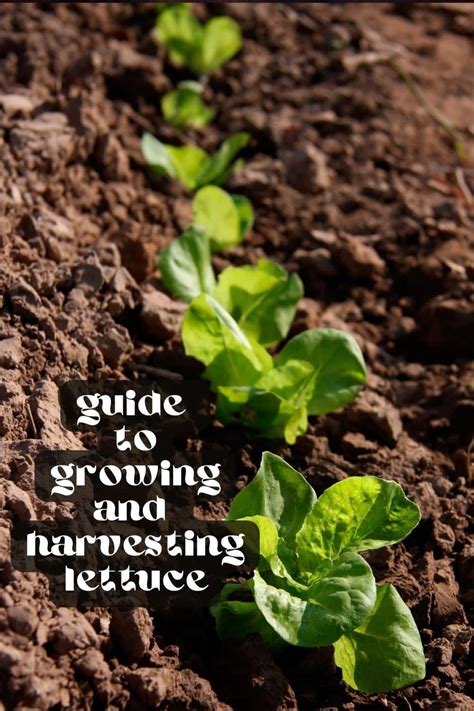How To Grow And Harvest Lettuce Longbourn Farm