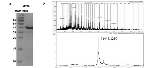 Fig S2 Analysis Of Purified Recombinant His6 Mmfl A Sds Page B Download Scientific Diagram