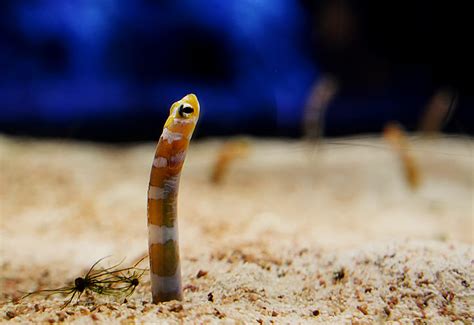 Cute Spotted Garden Eel Goods On Sale Wordpress Theme Gaia