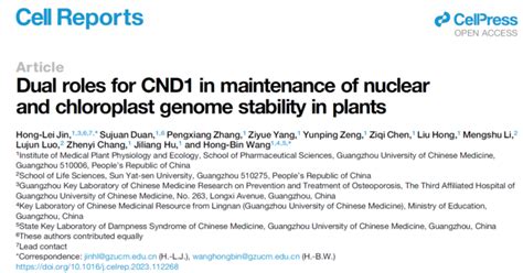 王宏斌 靳红磊团队发现叶绿体和细胞核基因组稳态的协同调控新模式 广州中医药大学