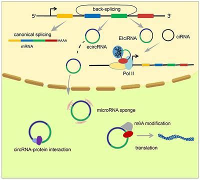 Frontiers Circular RNAs And Their Emerging Roles In Immune Regulation